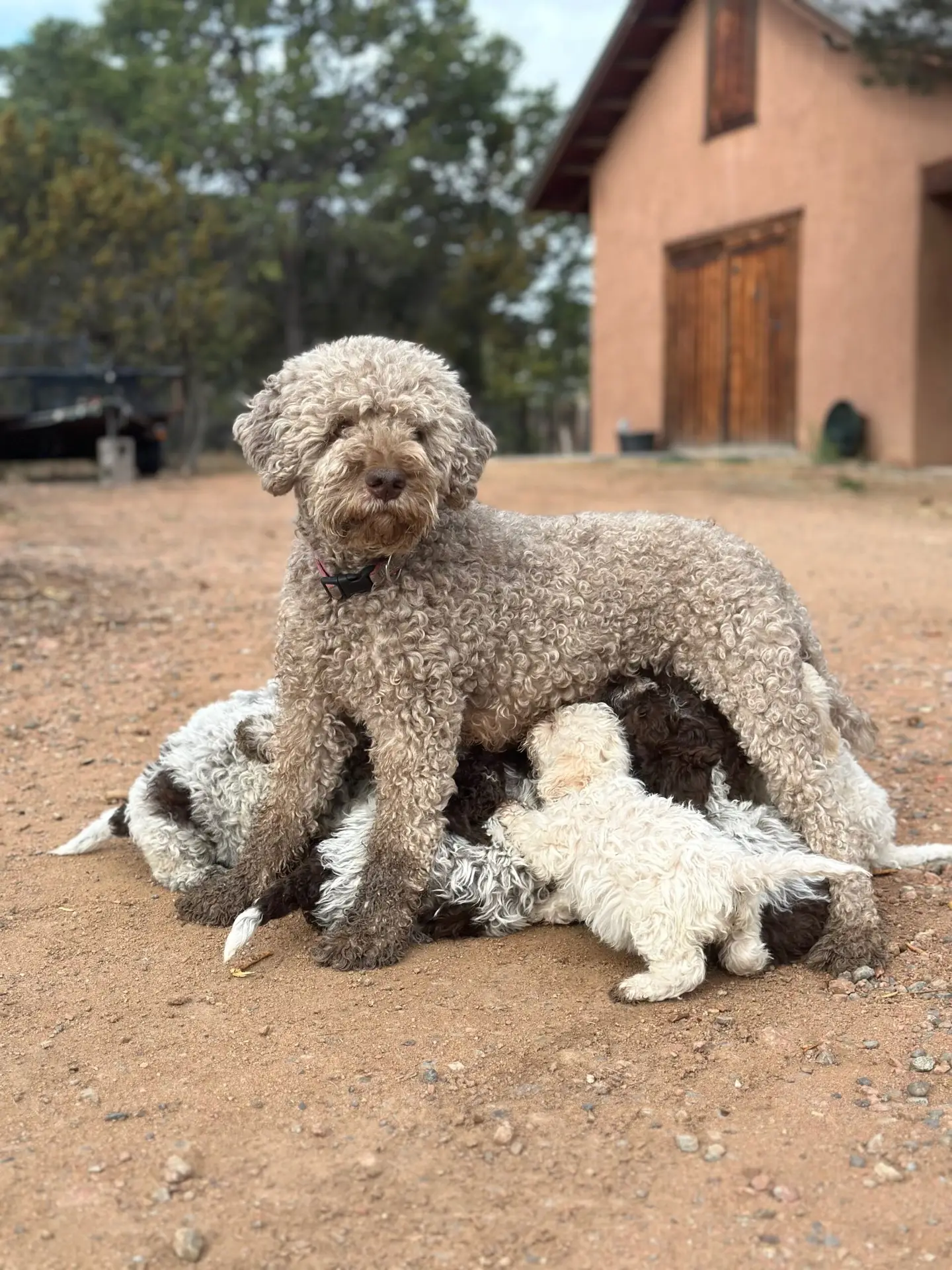 Lagotto Romagnolo Breeder Home - Raven Meadow Ranch